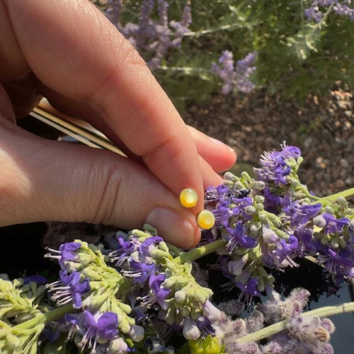 Spiny Oyster Shell Jewelry: A Guide to Artisan Quality – Wildflower ...